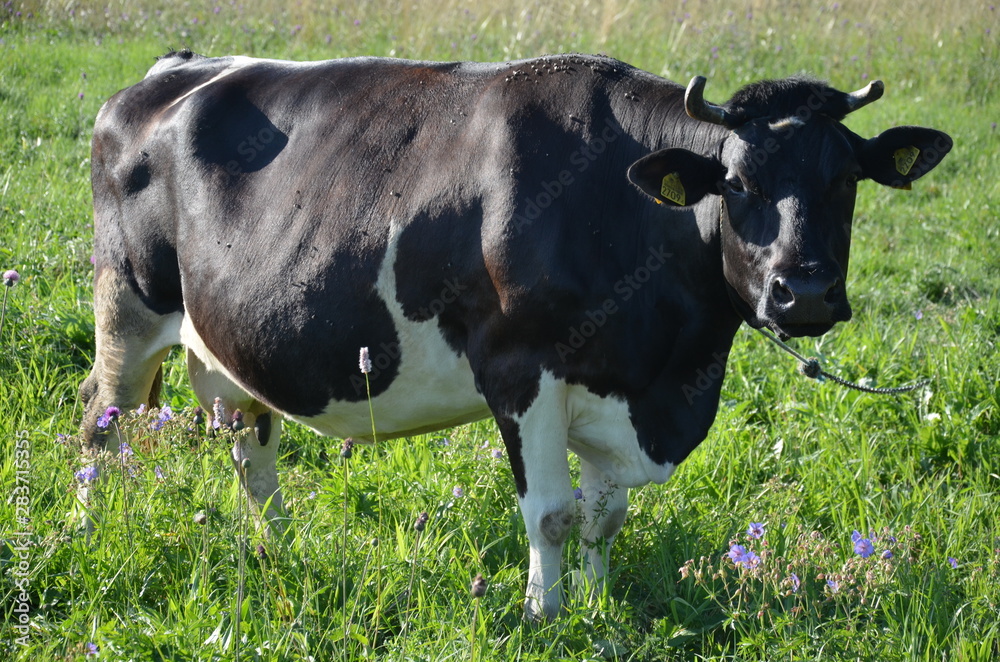 krowa, farma, zwierzak, bydło, gras, pola, rolnictwa, biała, hayfield ...