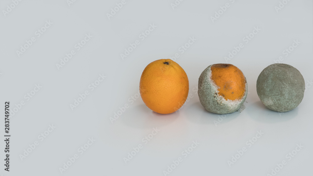 Three oranges in various stages of decomposing. Illustrating ...