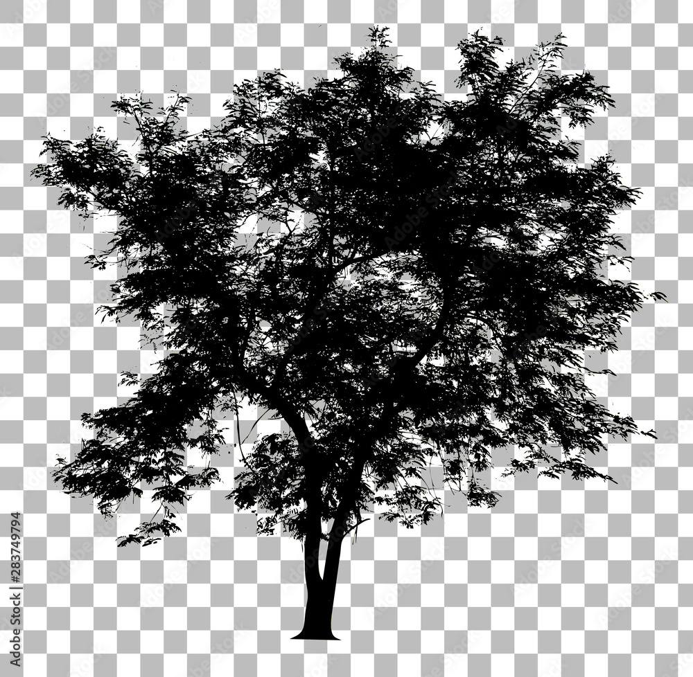 Silhouette tree isolated on transparent background. Clipping path ...