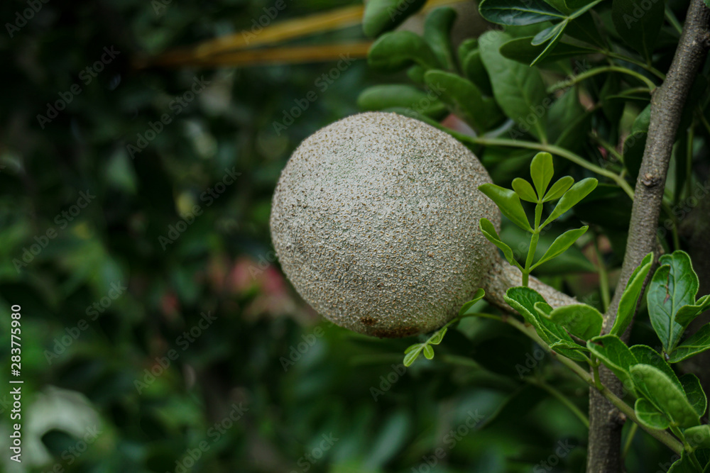 Foto de Limoniaacidissima is the only species within the monotypic ...