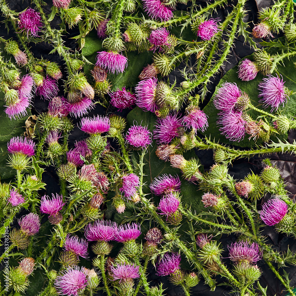Flower Plant Background - Thistle pattern close up. Herbal Thistle ...