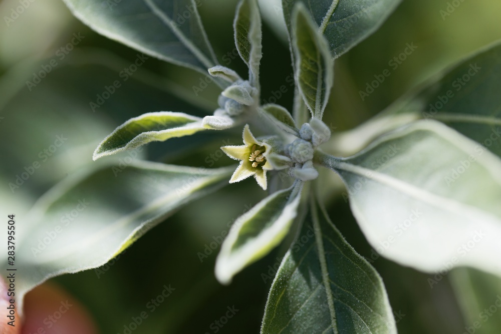Flower of an ashwagandha plant, Withania somnifera Stock Photo | Adobe ...