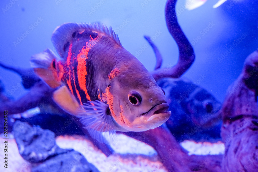 Purple Oscar Fish