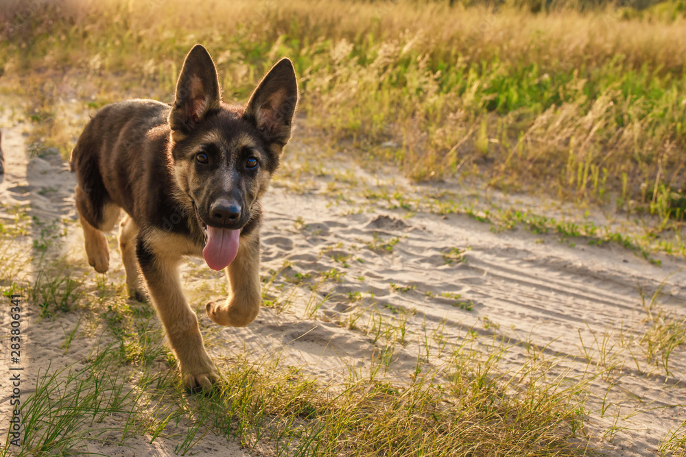 Happy German Shepherd Puppy