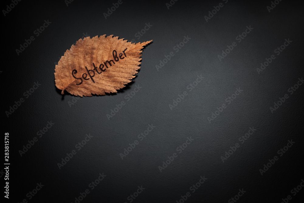 Yellow autumn elm-tree leaf on a black background. Elm-tree leaf. Dry ...