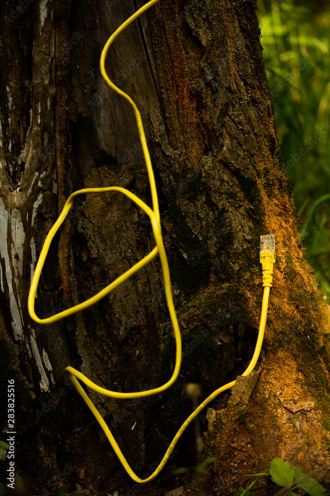 Yellow network wire in tree, world without internet, nature background ...