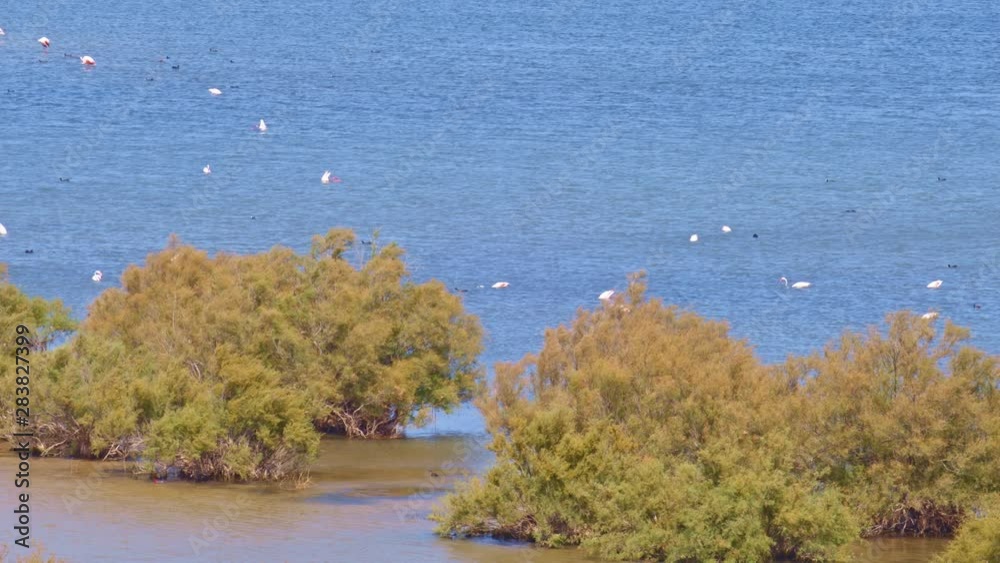 Wetland landscape with large bushes (Tamarix africana) saturated by ...