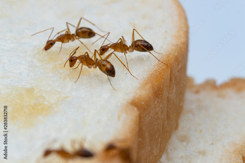 Anoplolepis gracilipes, yellow crazy ants, on .Sliced bread,Concept for ...
