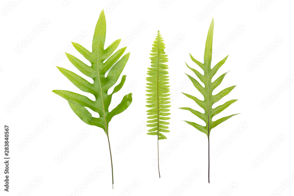 Phymatosorus scolopendria commonly called monarch fern isolated on ...