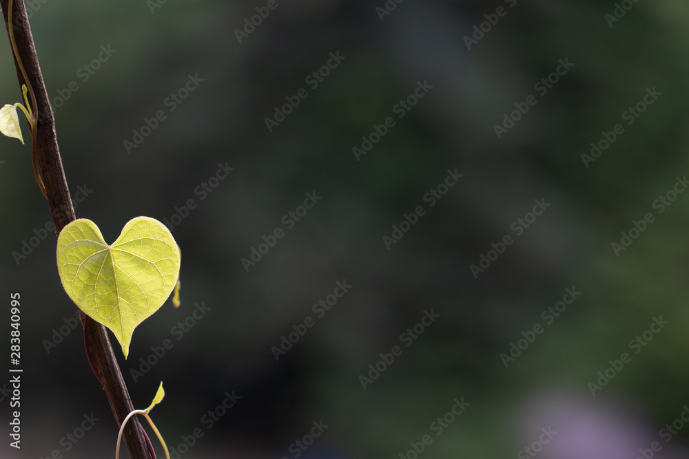Romantic tree shape with heart shaped leaves, green leaf heart shape ...