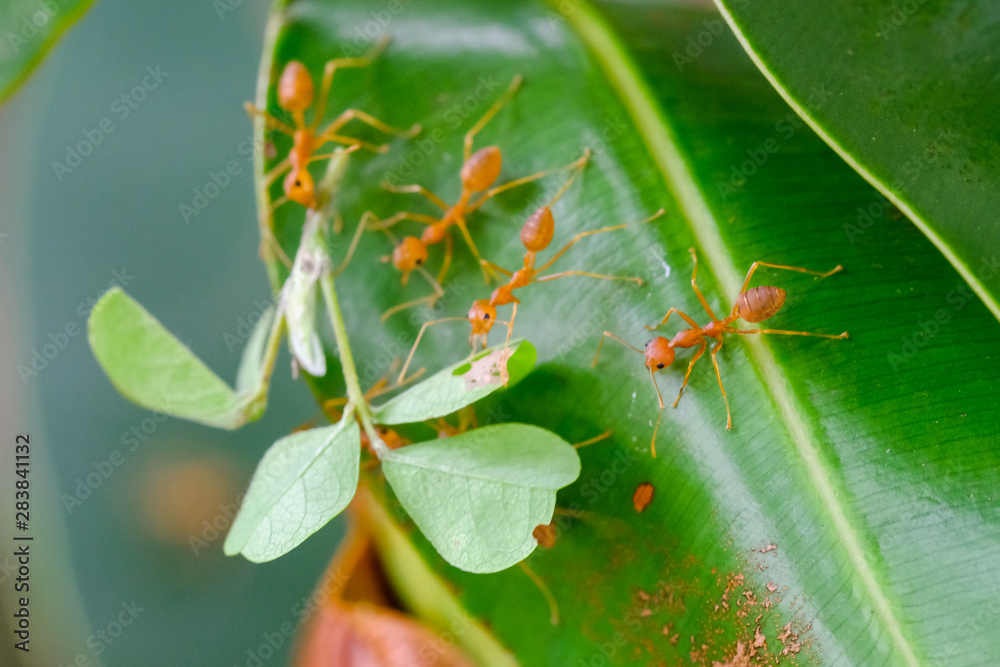 Ant action standing, Ant bridge unity team, Concept team work together ...