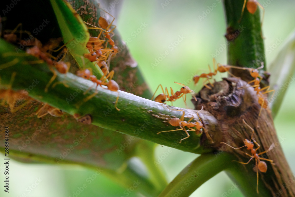 Ant action standing, Ant bridge unity team, Concept team work together ...