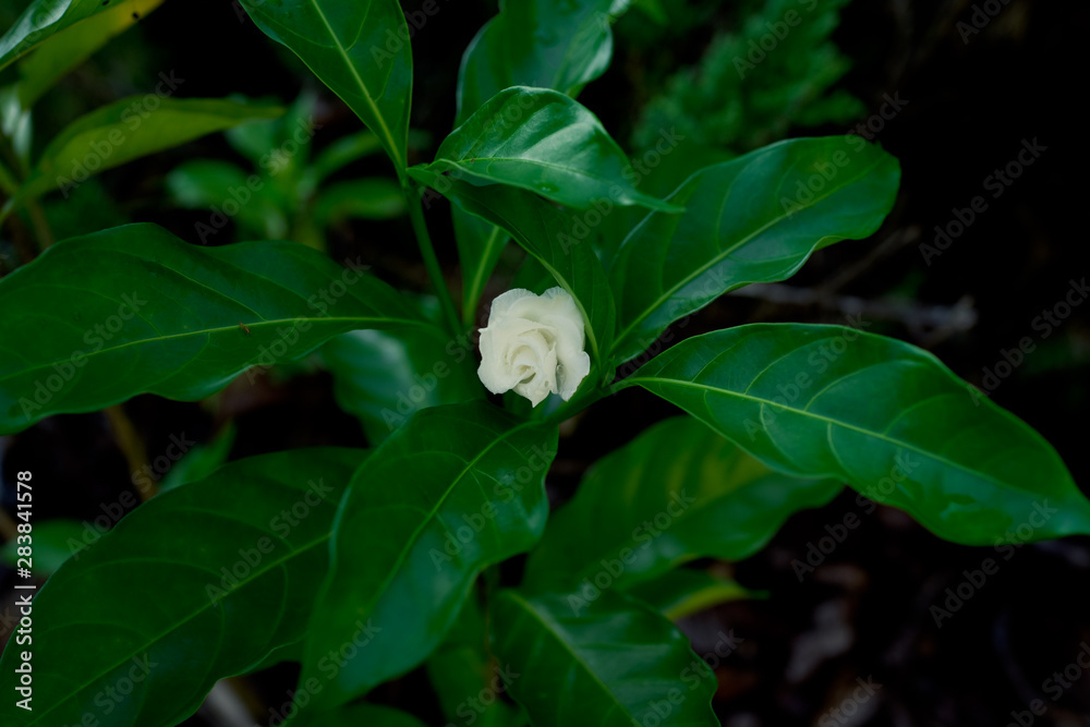 Tabernaemontana divaricata flower commonly called pinwheelflower, crape ...