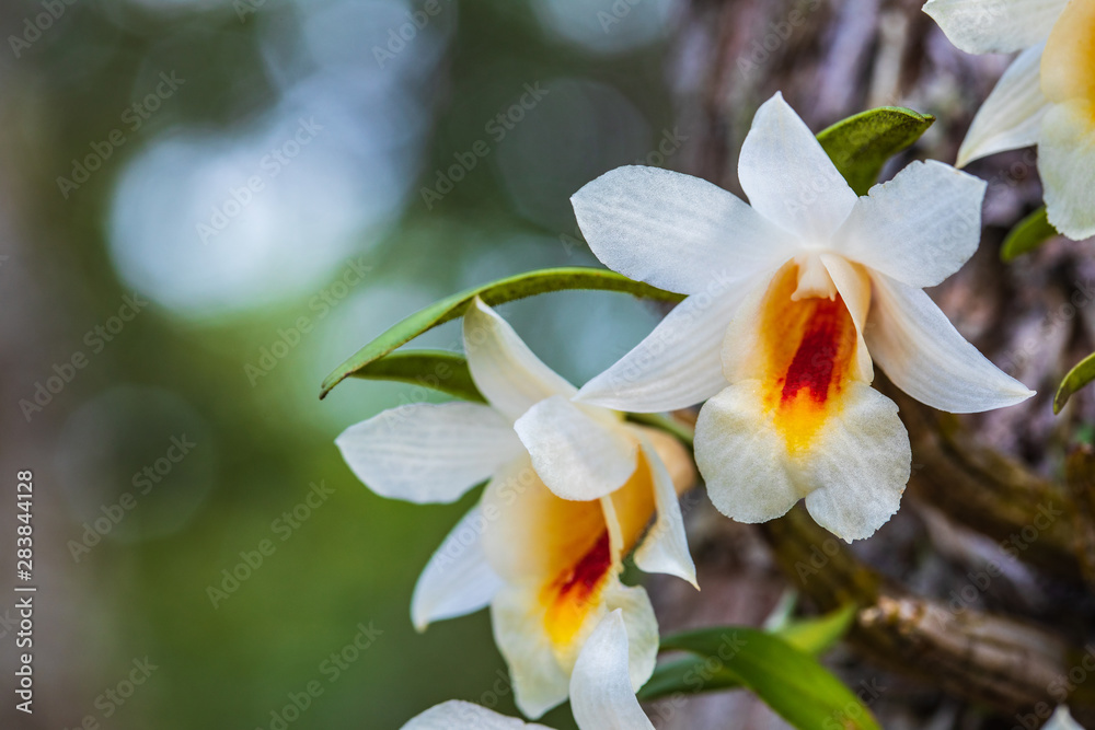 Dendrobium fuerstenbergianum Schltr., Beautiful rare wild orchids in ...