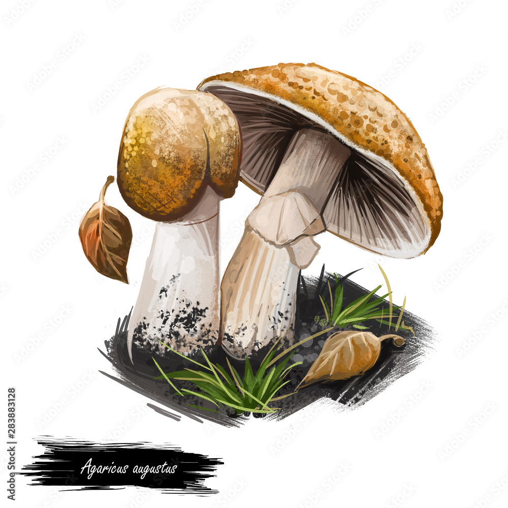 Agaricus augustus the prince, basidiomycete fungus of the genus ...
