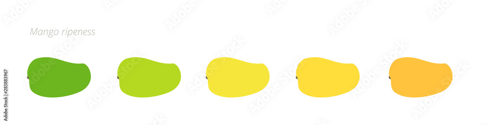 Mango ripeness stages chart. Colour gradation set fruit plant. Ripening ...