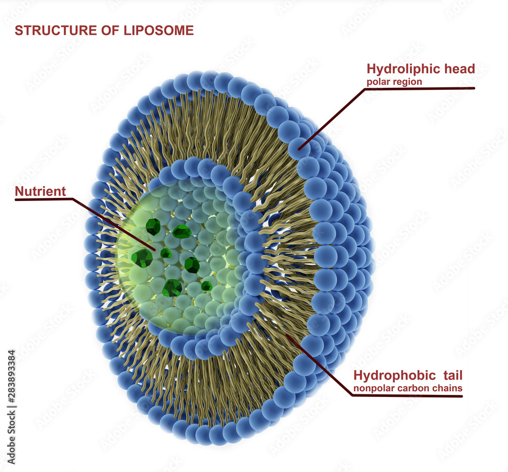 Structure of liposome, Stock Illustration | Adobe Stock