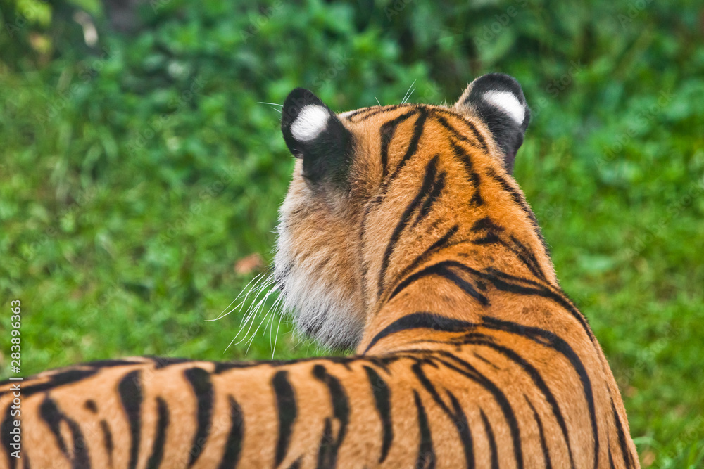View from the point of view of a tiger on a hunt (view from behind ...