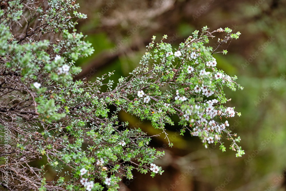 Blossoming Manuka Plant at Stewart Island, Rakiura National Park, New ...