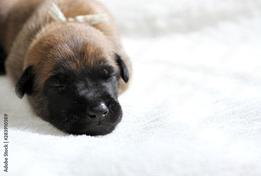 Newborn portrait of a Belgian shepherd puppy Malinois on a light ...