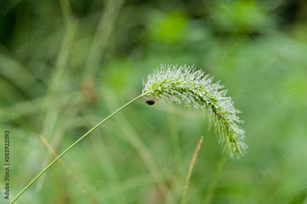 Kusagikamemushi (Japanese insect) on raindrops plant. Setaria viridis ...