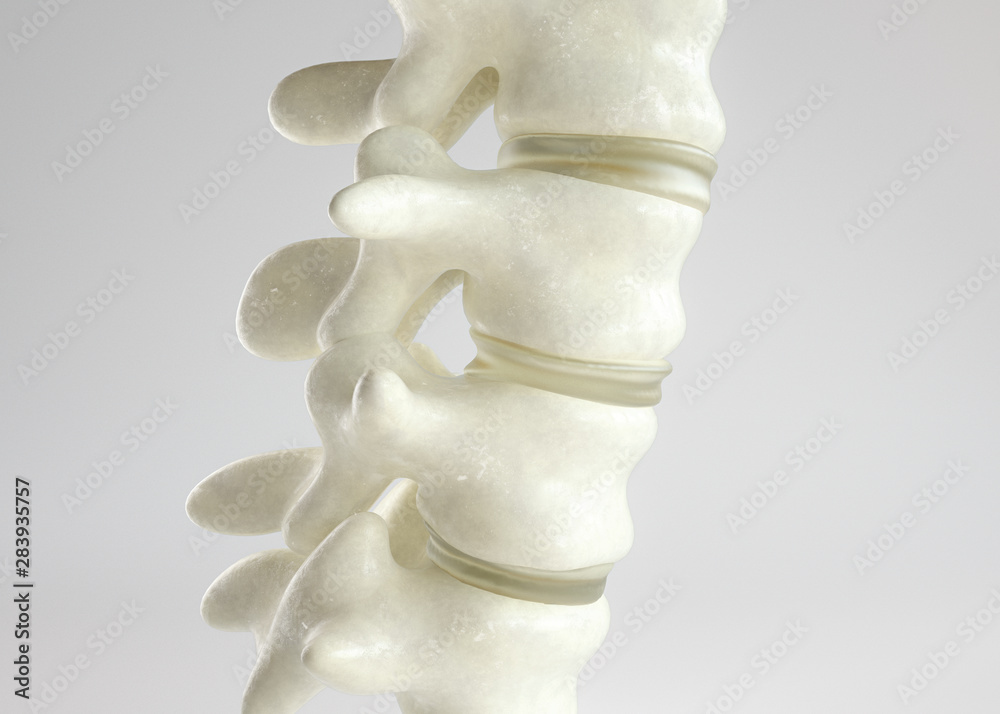 Healthy spinal disc as close-up as 3D Rendering Stock Photo | Adobe Stock