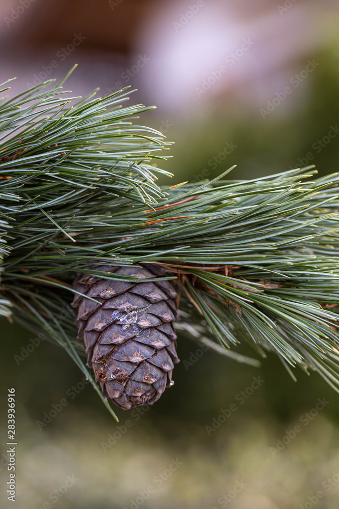 Branches of a swiss stone pine with stone pine cones Stock Photo | Adobe Stock