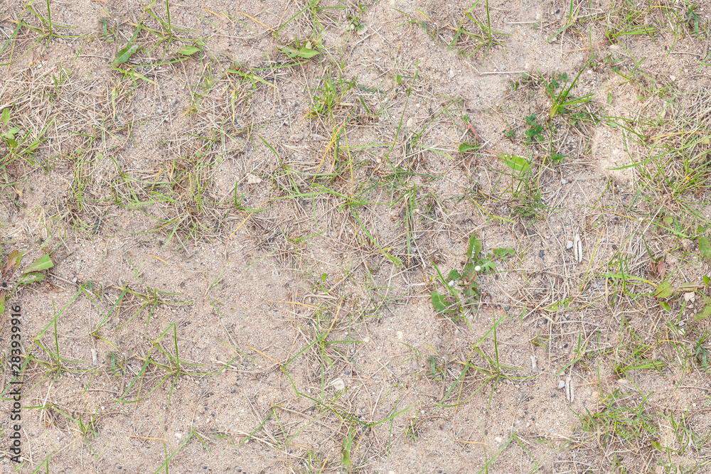 seamless ground texture with small grass, trampled grass, high ...