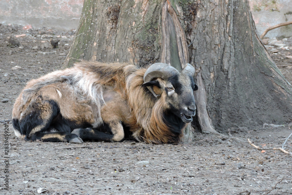 A brown and black ram with long fur and curved horns lying on the ...