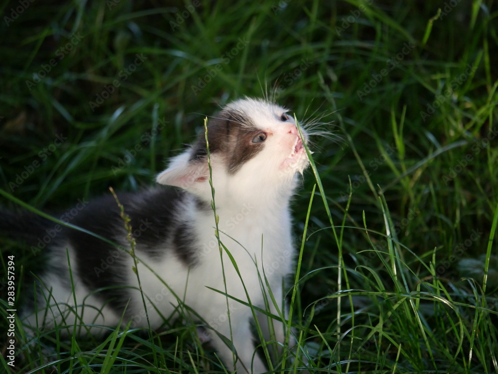 Babykatze genießt es Milch, wie ein Gourmet vom Grashalb zu schlecken ...