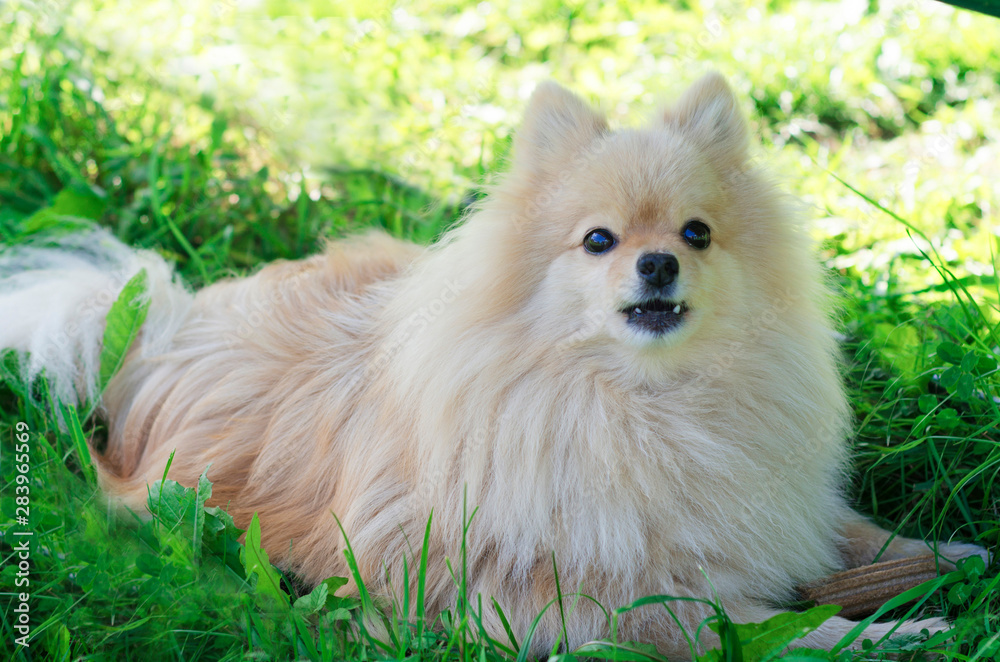 German Pomeranian spitz dog protects his bone.stick for brushing teeth ...