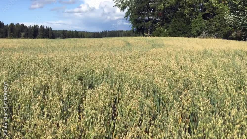 Wind makes waves in oat field. Finland. Dog is running for short moment ...