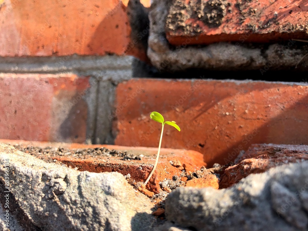 Force of nature. Fragile plant winner is stone Stock Photo | Adobe Stock