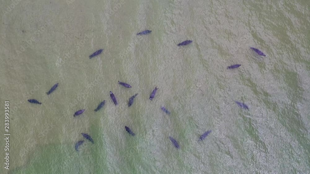 Video Stock Gray seals, Halichoerus grypus, rest in shallow water near ...