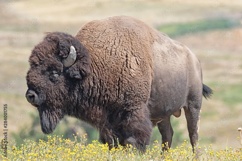 Original photograph of a male Bison standing on a hill in a field of ...