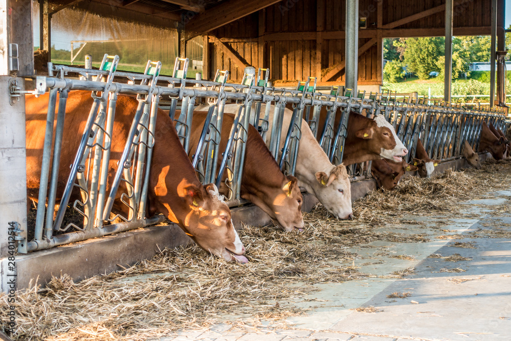 Kühe beim fressen im Stall Stock Photo | Adobe Stock