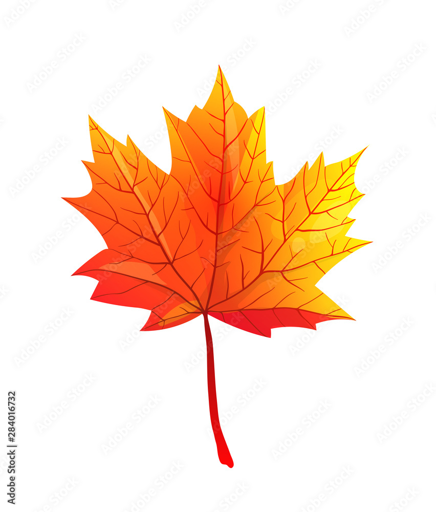 Maple Autumn leaf realistic flat vector illustration Stock Vector ...