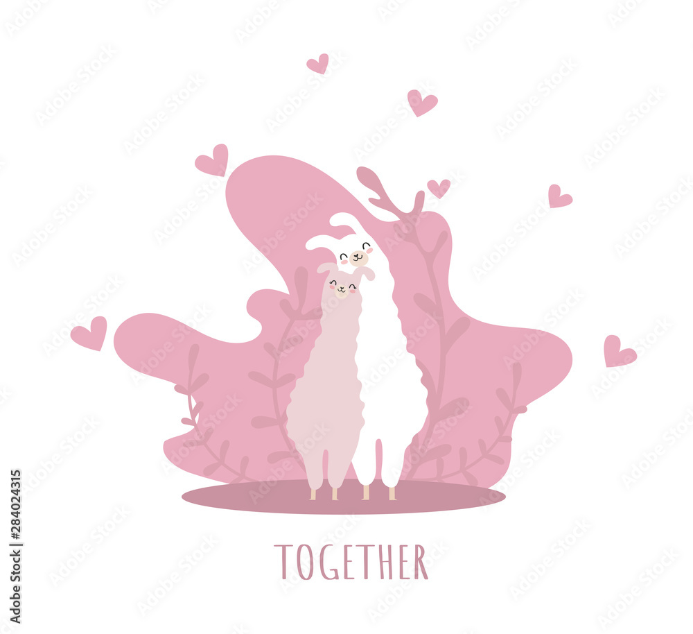 Two llamas in love with smile and many details. Together. Cute alpaca ...