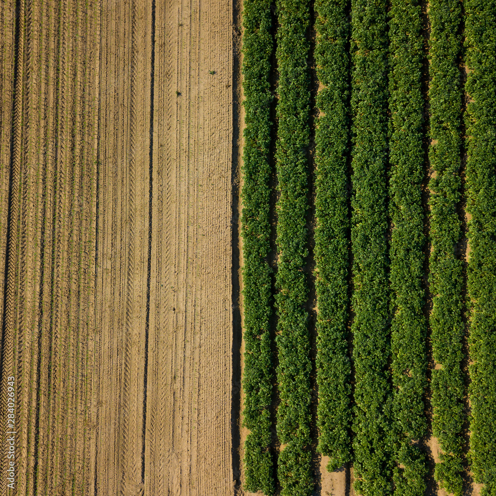 Birds eye view looking straight down at a crop field. The field has a ...