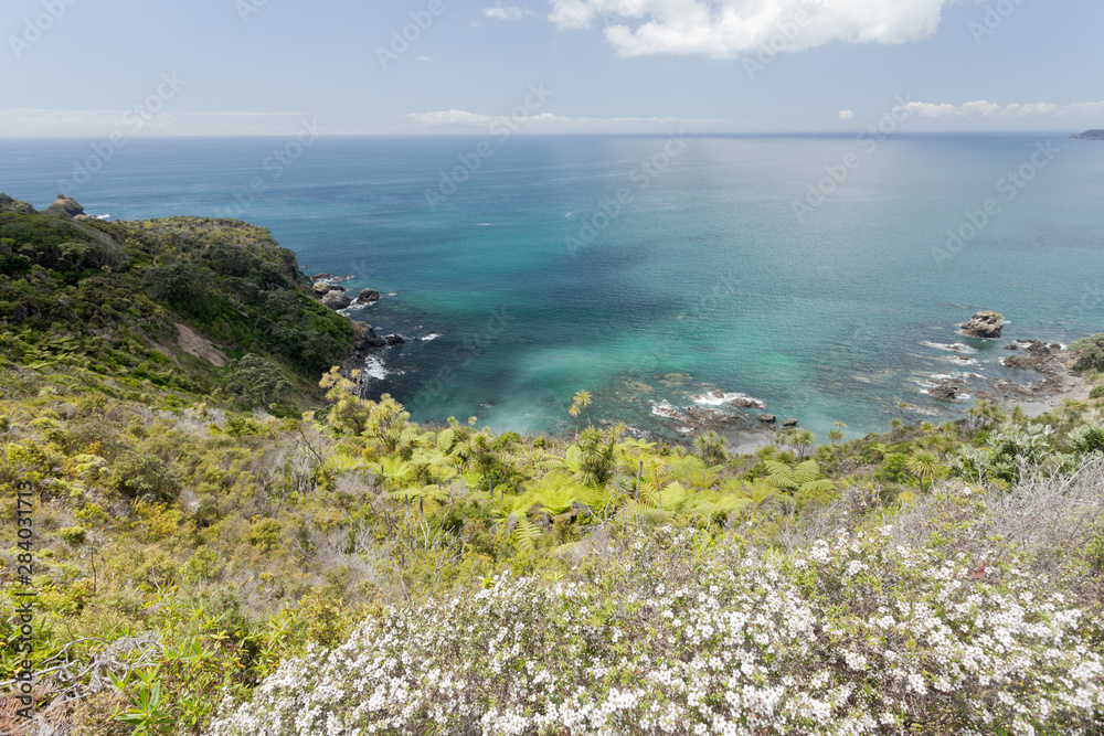 Tawharanui Peninsula blooming manuka New Zealand Stock Photo | Adobe Stock