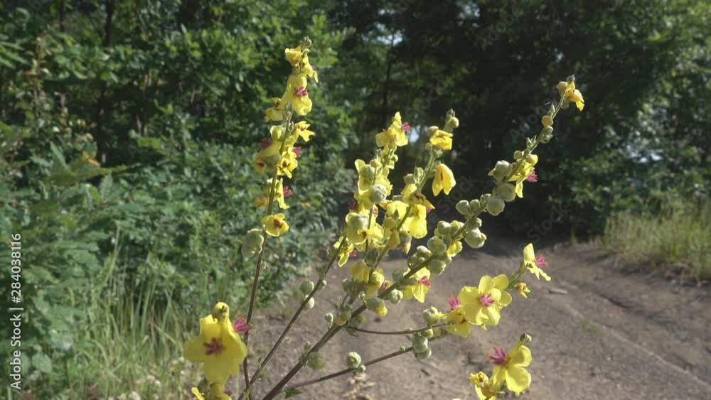Wild yellow mallow by the road, similar to cheese flower (Malva ...