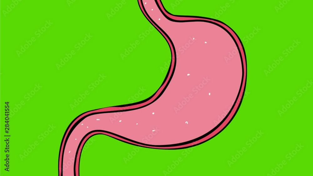 2d Animation motion graphics drawing of a human stomach anatomy on ...