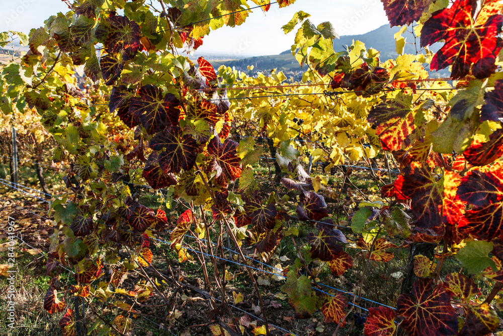 Grape leaves of vineyard turning colors in autumn. Around the "Route du ...