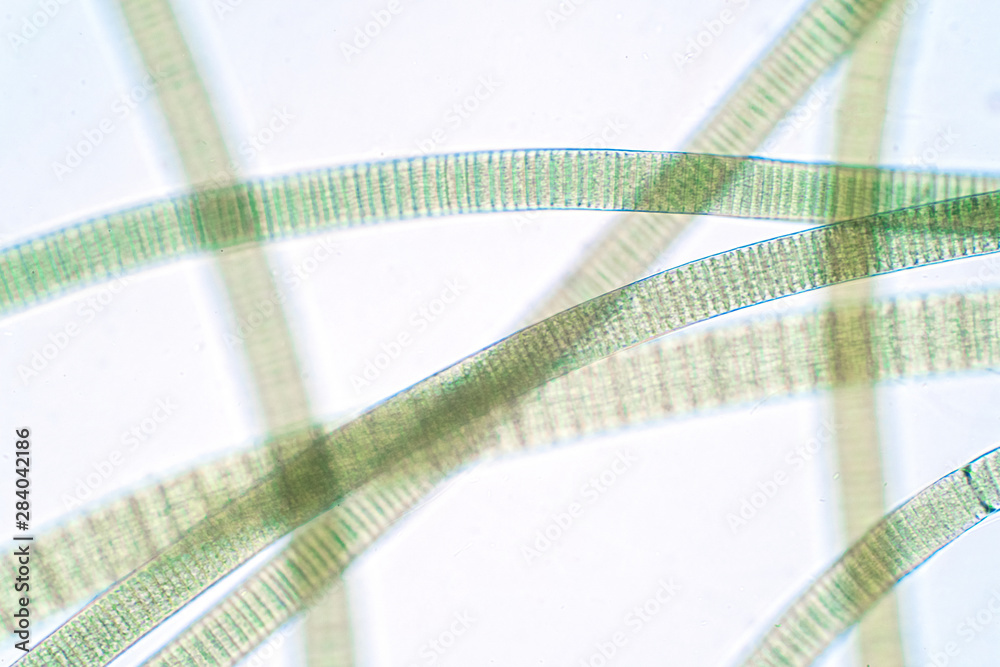 Oscillatoria Diagram