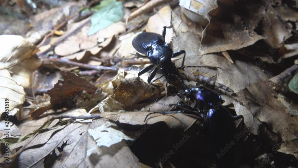 Two metallic-blue beetles (Blue Ground Beetle, Carabus intricatus) rip ...
