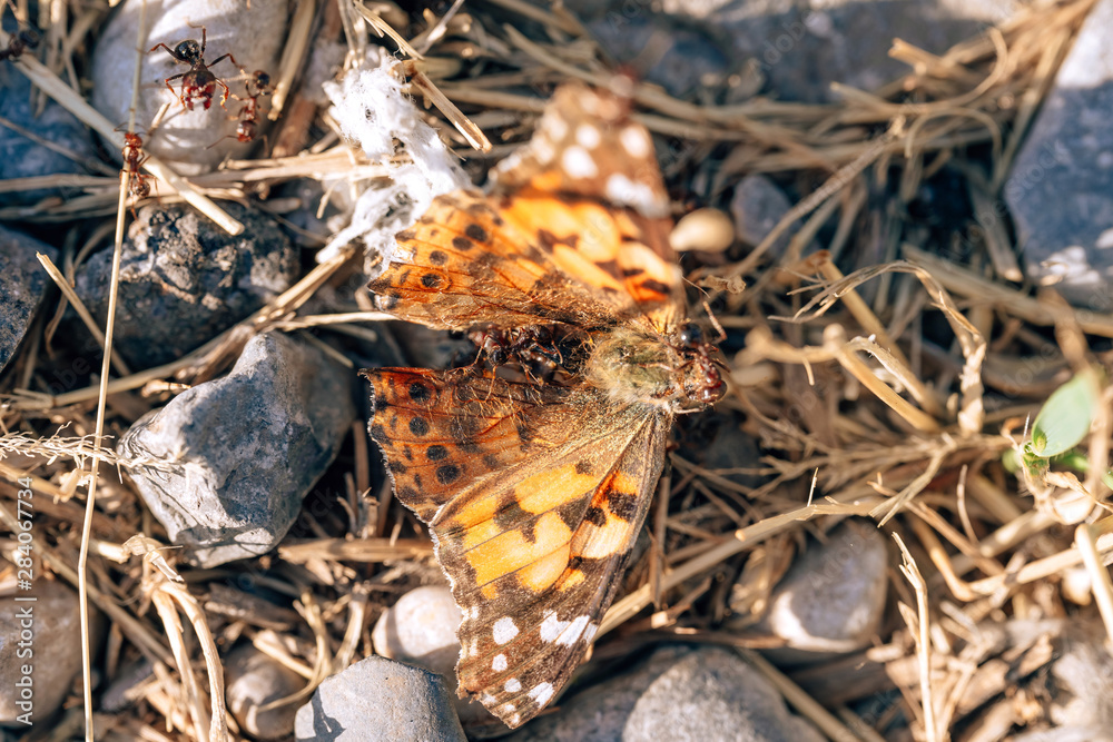 Dead colorful butterfly in the grass by the road. A dead orange ...