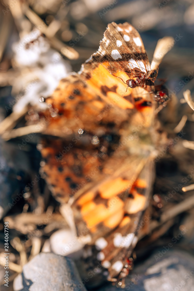 Dead colorful butterfly in the grass by the road. A dead orange ...