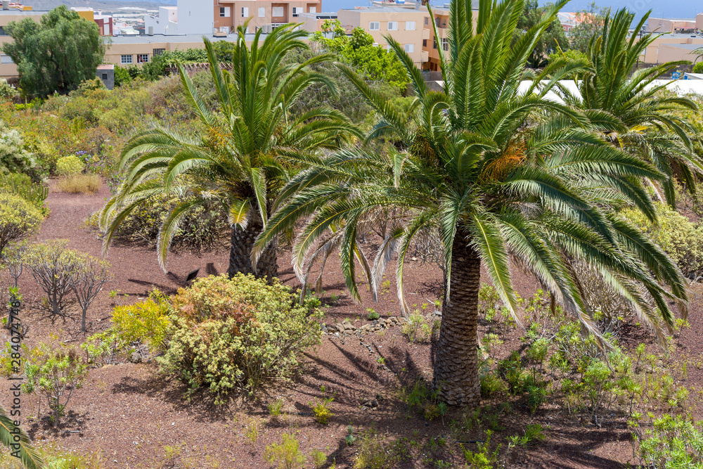 Canary Palm Phoenix canariensis is a species of flowering plant in the ...