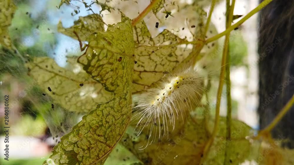 Close up video of a fall webworm caterpillar at it's web nest on a maple tree. Dead, partially ...