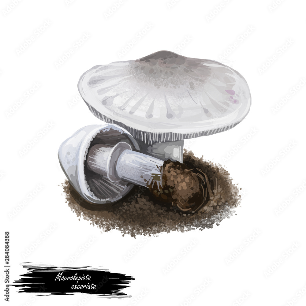 Agaricus Drawing